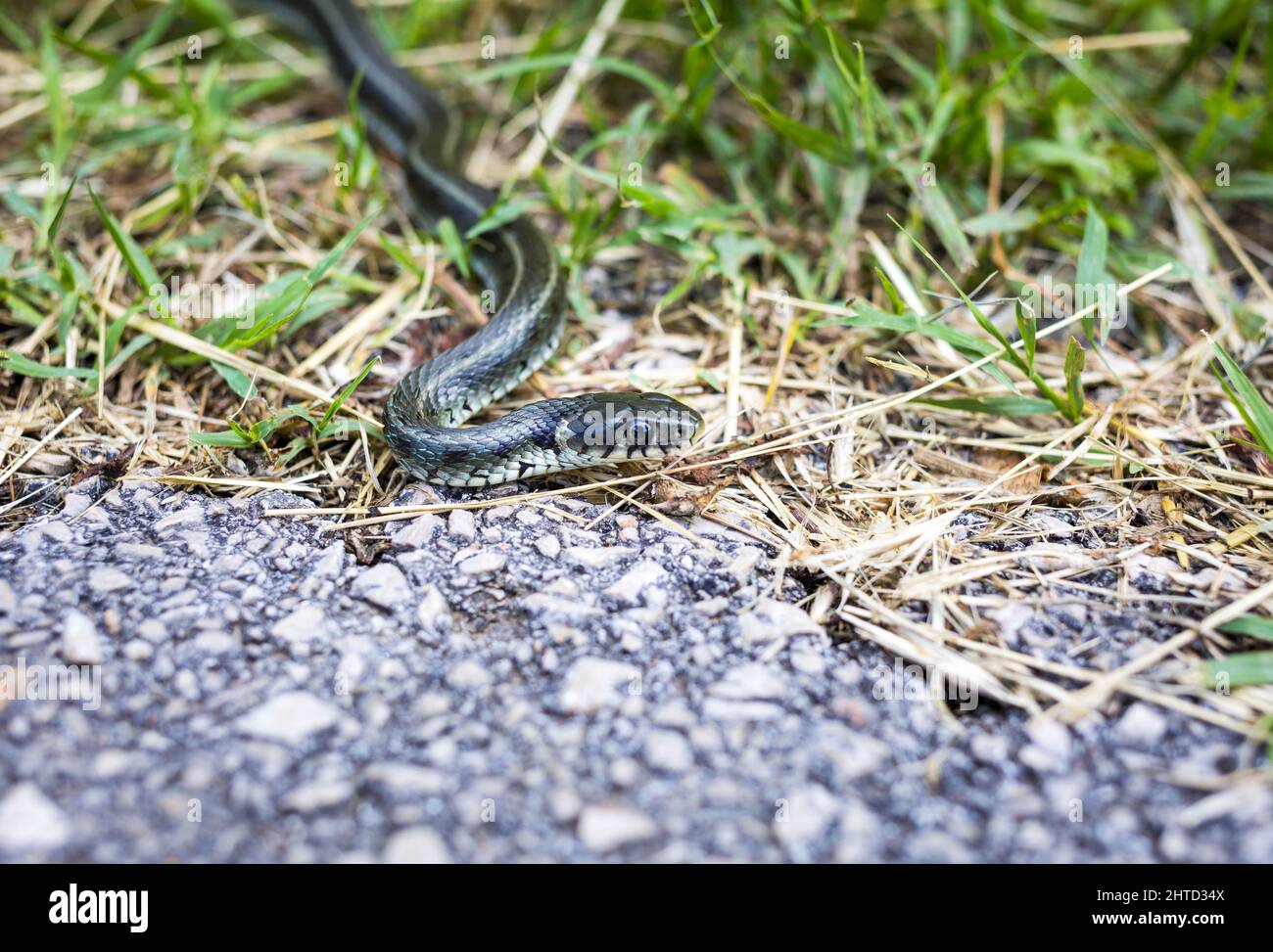 Closeup young european sand viper hi-res stock photography and images ...