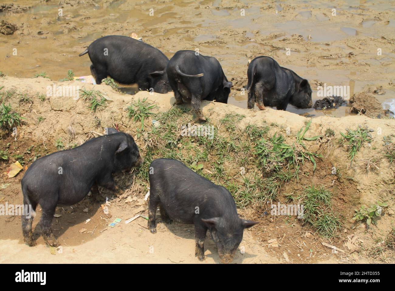 Vietnamese pigs in a puddle Stock Photo - Alamy
