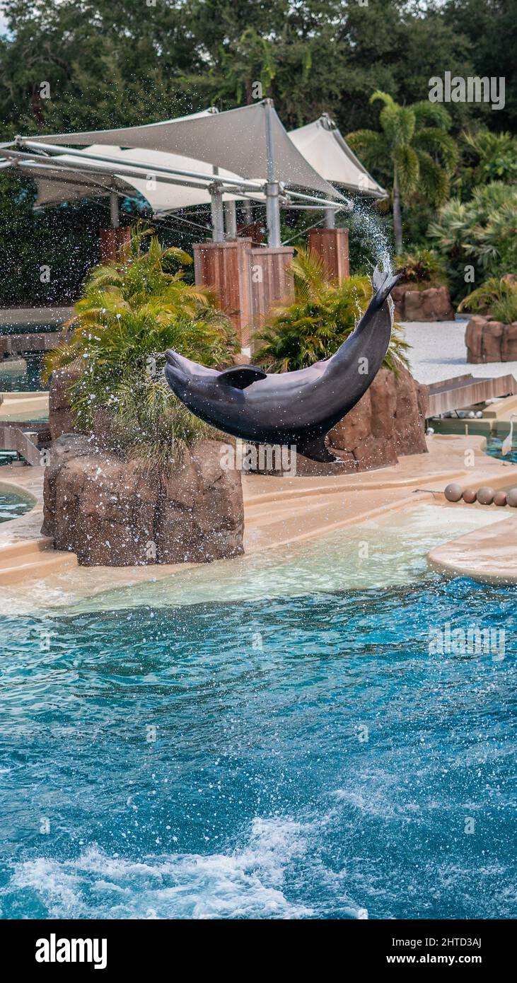 Vertical shot of the flipping dolphin in the pool of the tropical rest ...