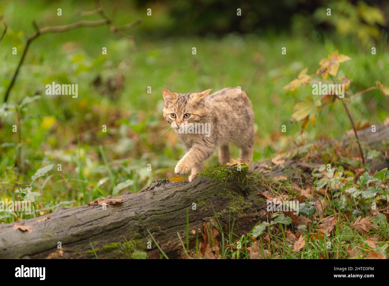 Selective focus of a cute little wildcat walking on a cut-down tree in ...