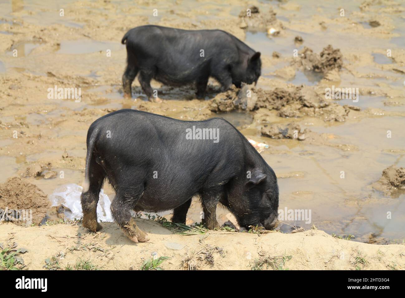 Vietnamese pigs in a puddle Stock Photo - Alamy
