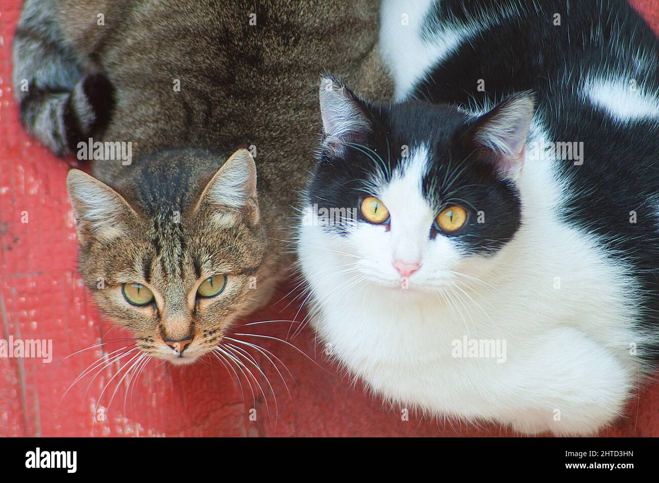 Two cats looking at the camera. Close view Stock Photo - Alamy