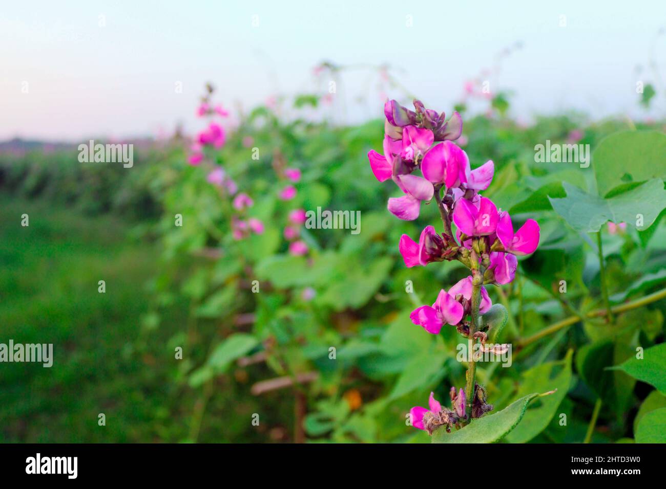 Beautiful bean flower in bean garden Stock Photo - Alamy