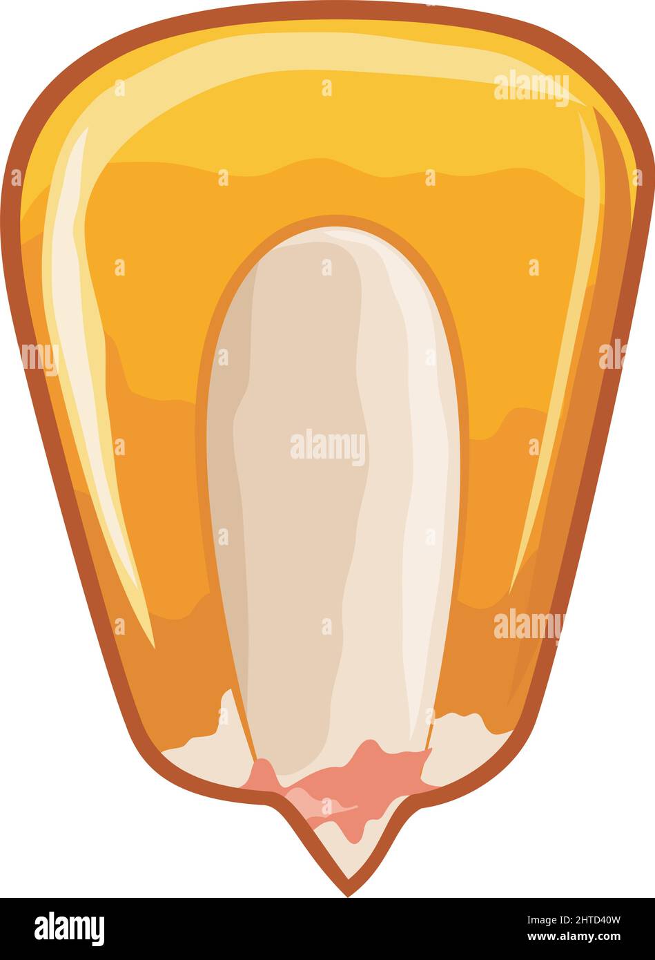 Grain of corn vector illustration Stock Vector Image & Art - Alamy