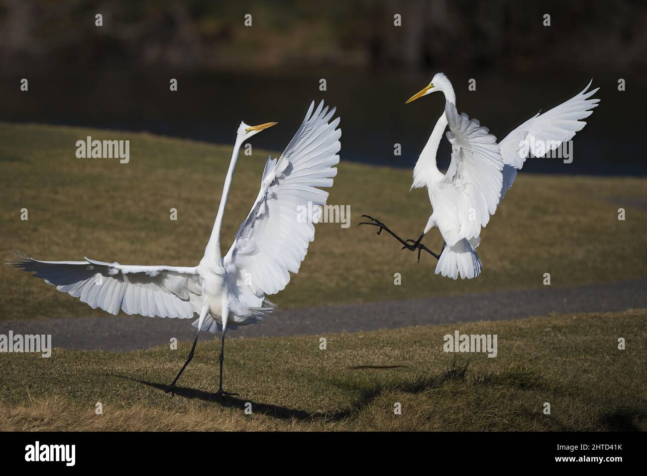 Fighting great egrets hi-res stock photography and images - Alamy