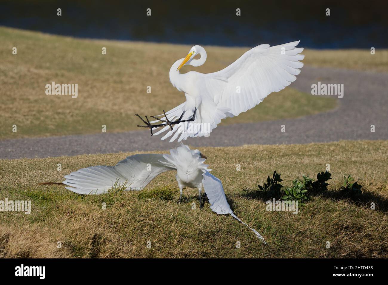 Fighting great egrets hi-res stock photography and images - Alamy