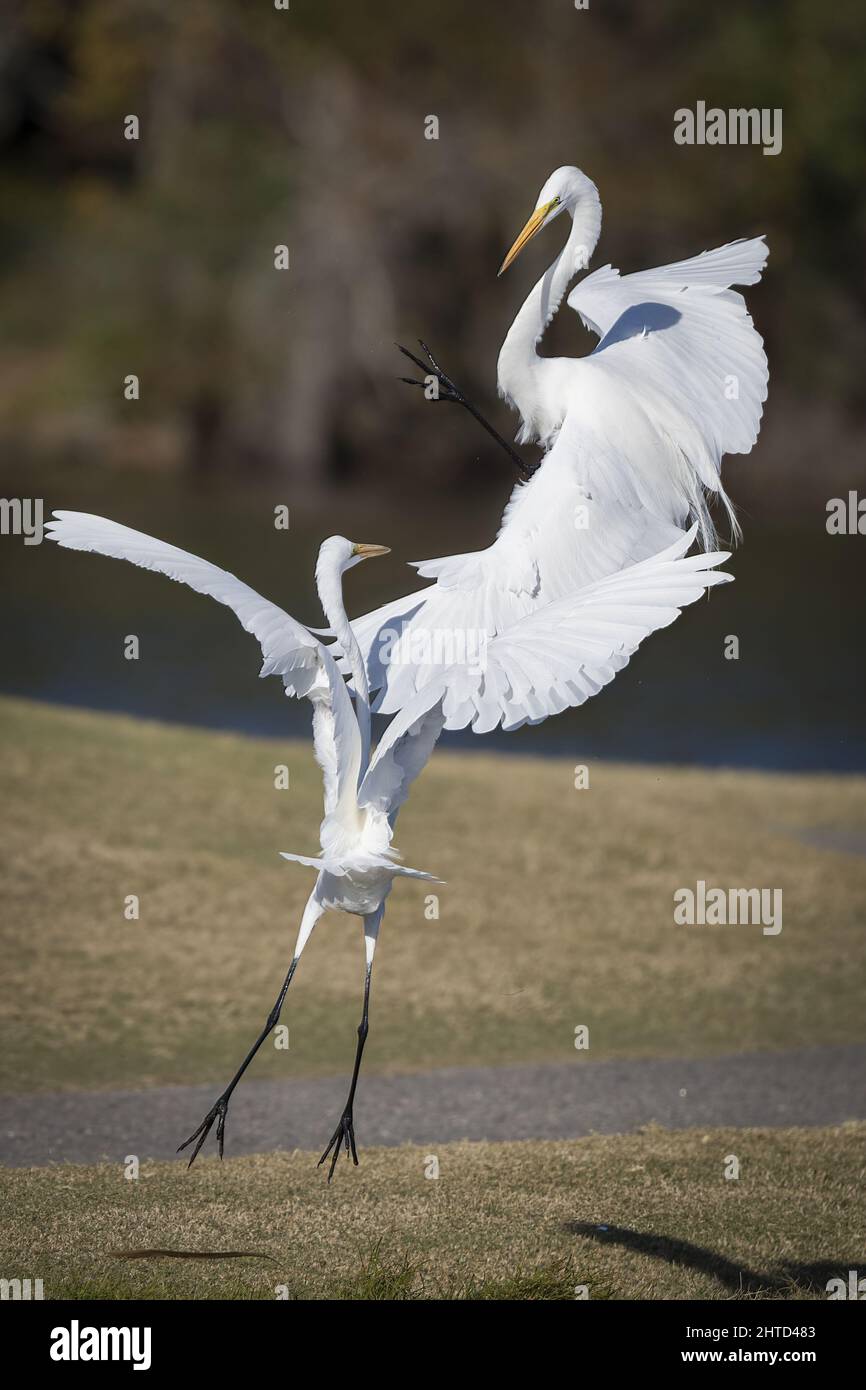 Fighting great egrets hi-res stock photography and images - Alamy