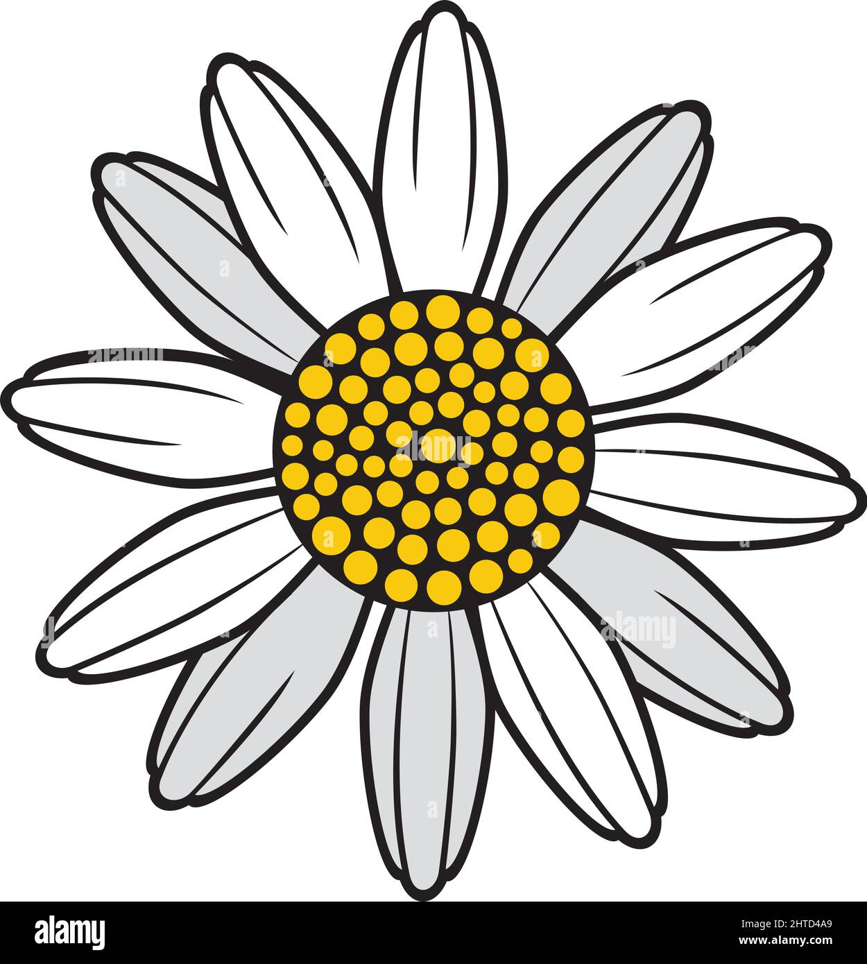Chamomile flower color vector illustration Stock Vector Image & Art - Alamy