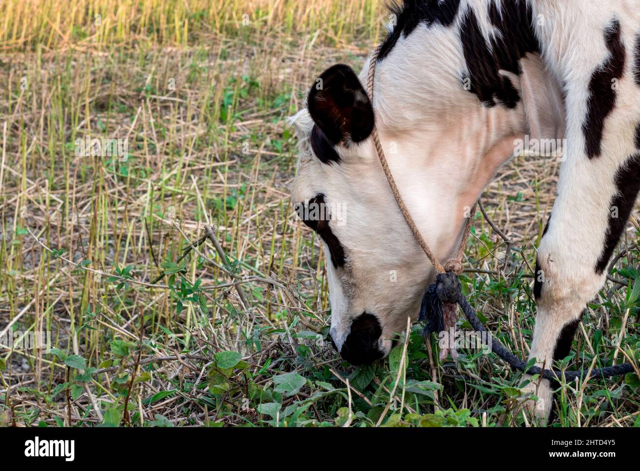 Calf is chewing grass hi-res stock photography and images - Alamy