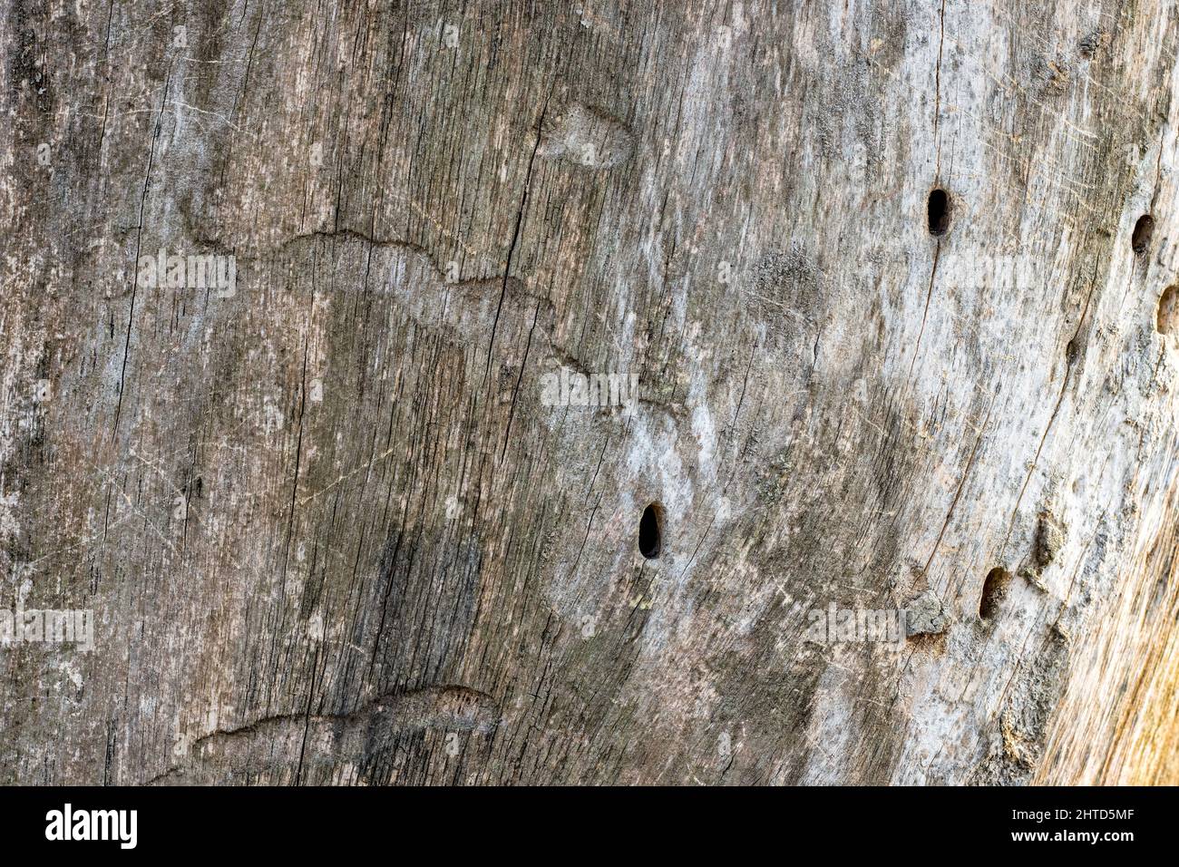 Dried old tree stump close up shot for texture background Stock Photo ...