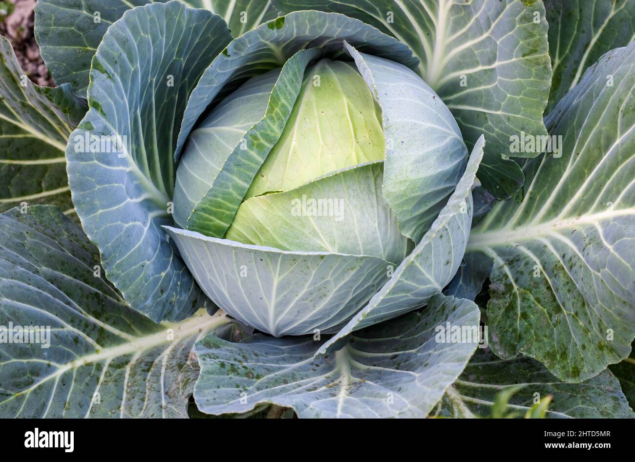 Fresh cabbage vegetable inside of an agricultural field close up top ...