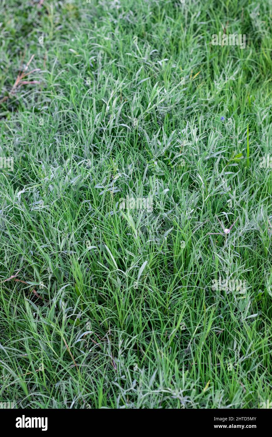 Fresh green grasses growing in the meadowland Stock Photo - Alamy