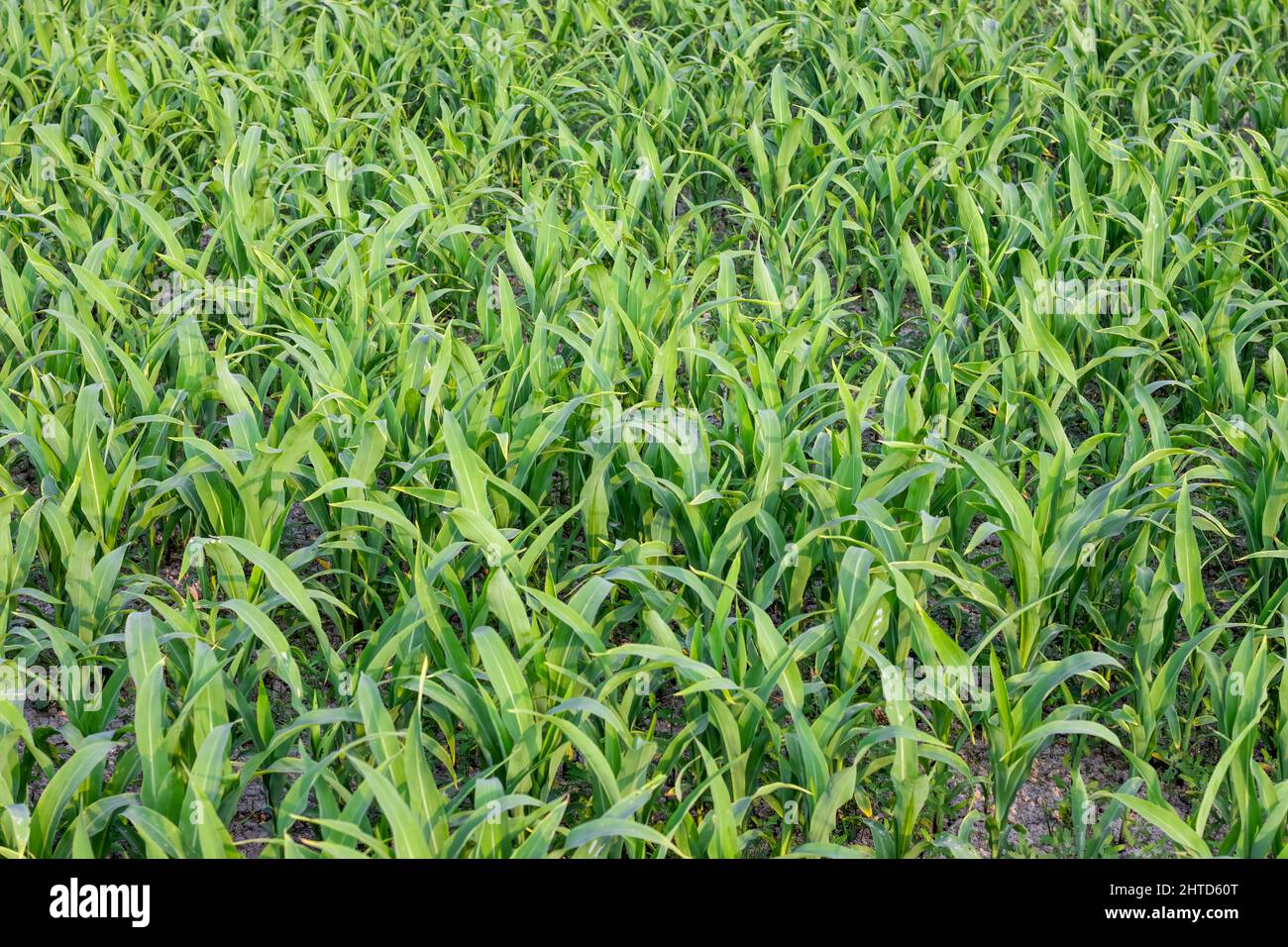 Newly planted young corn grass growing on the field Stock Photo - Alamy
