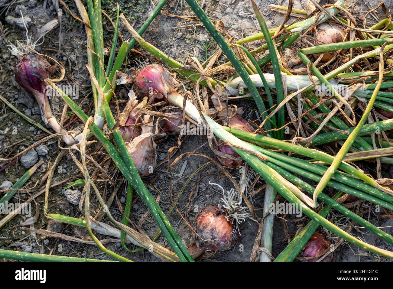 Rejected unhealthy onions beside the agricultural field close up shot ...