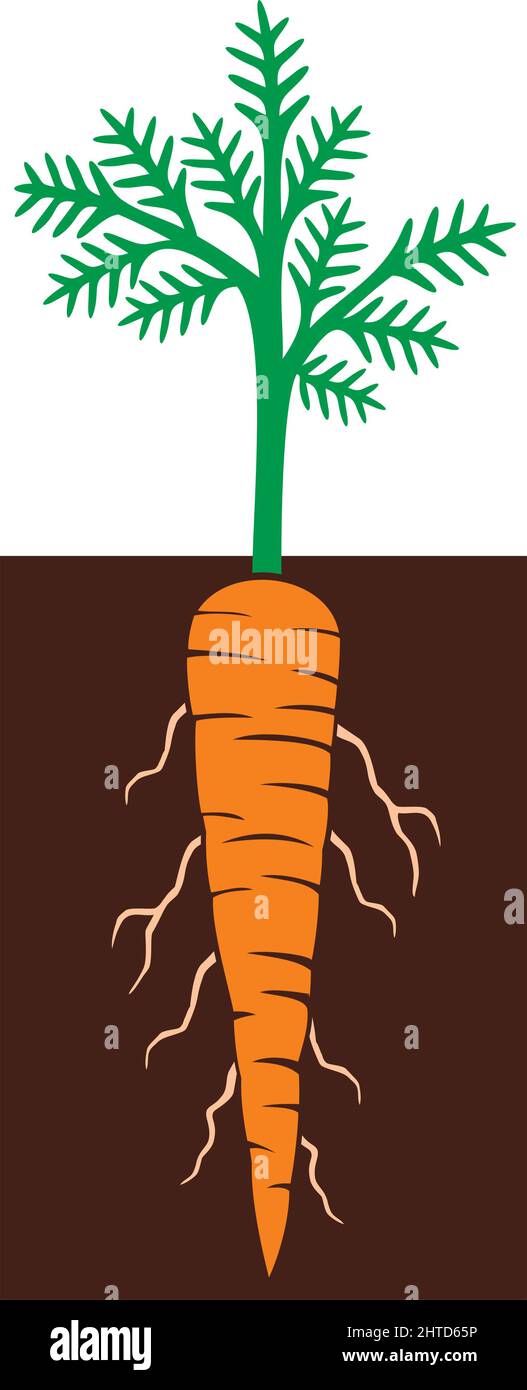 Carrot Root System
