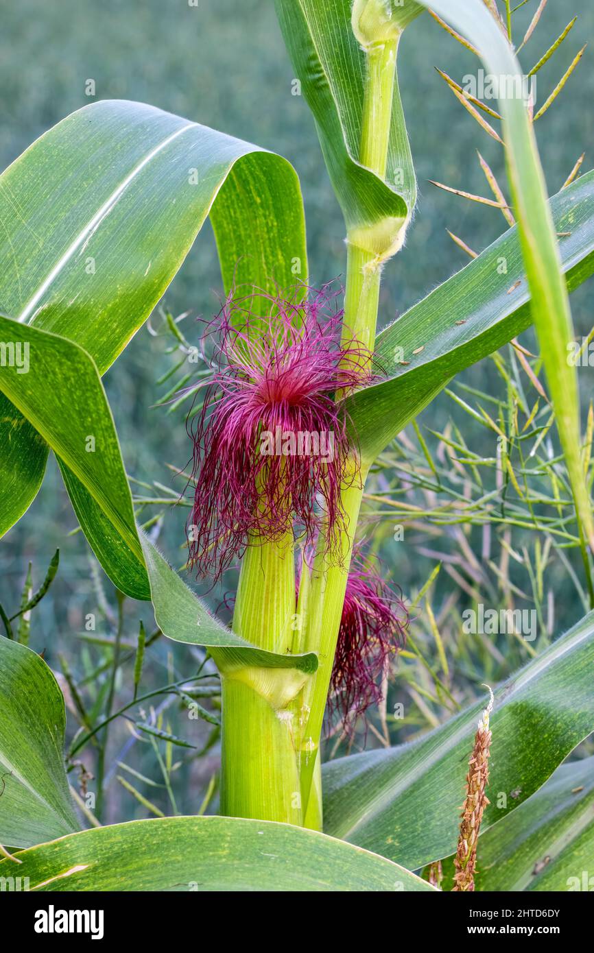 Young corn plant with growing corn inside of an agricultural farm close ...
