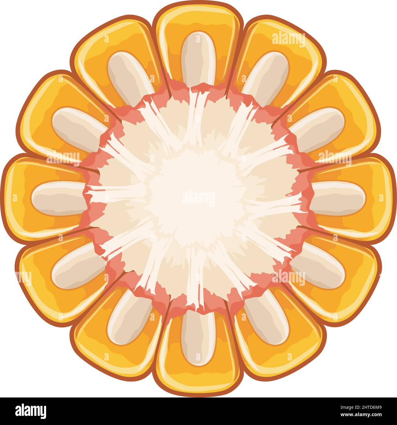 Corn section vector illustration Stock Vector Image & Art - Alamy