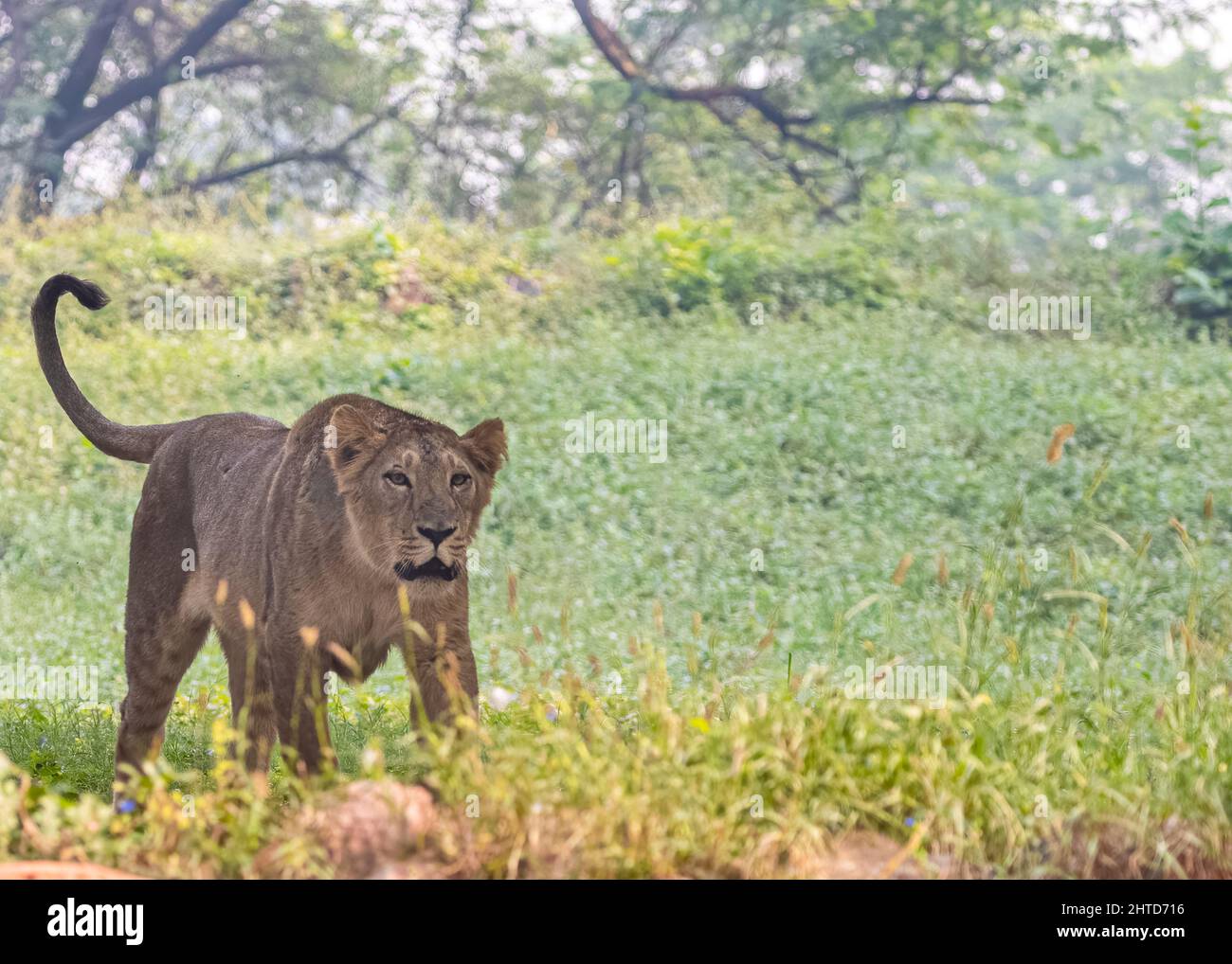 Lonely lion cub strolling in the field with its tail up Stock Photo - Alamy