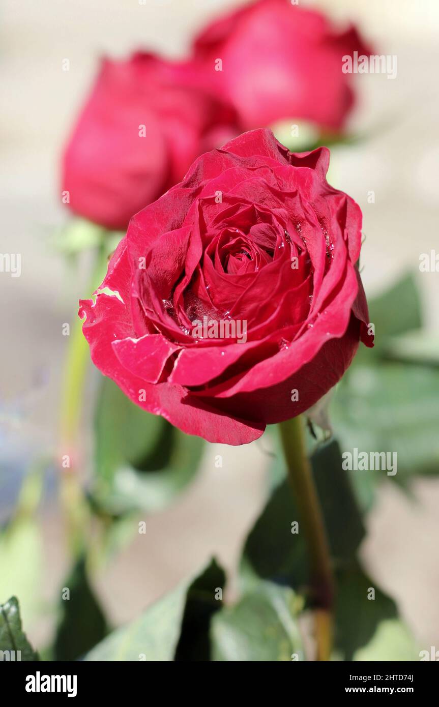 A single bright red rose in full bloom as a gift for a special someone ...