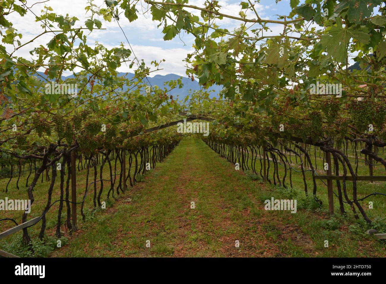 Grapes fields hi-res stock photography and images - Alamy