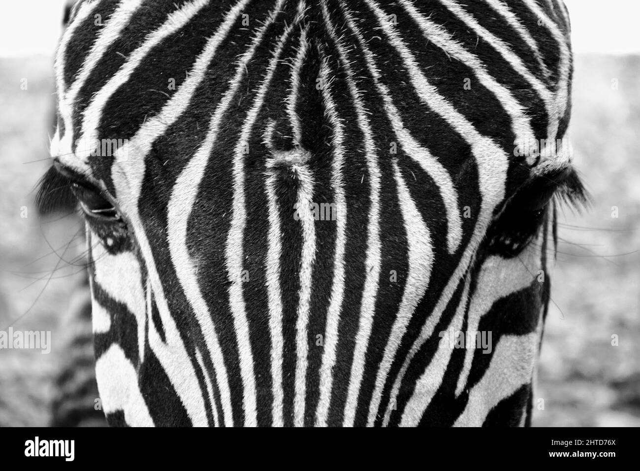 Closeup portrait of a zebra looking straight at the camera on a white ...