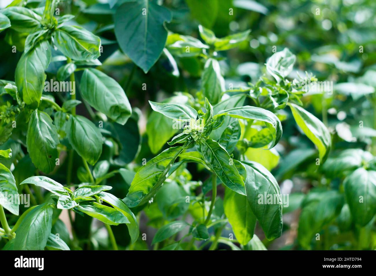 Basil growing in the greenhouse Stock Photo - Alamy