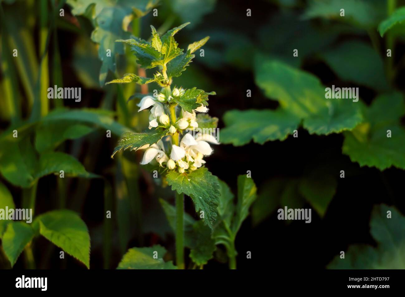 Stinging nettles in bloom in spring Stock Photo - Alamy