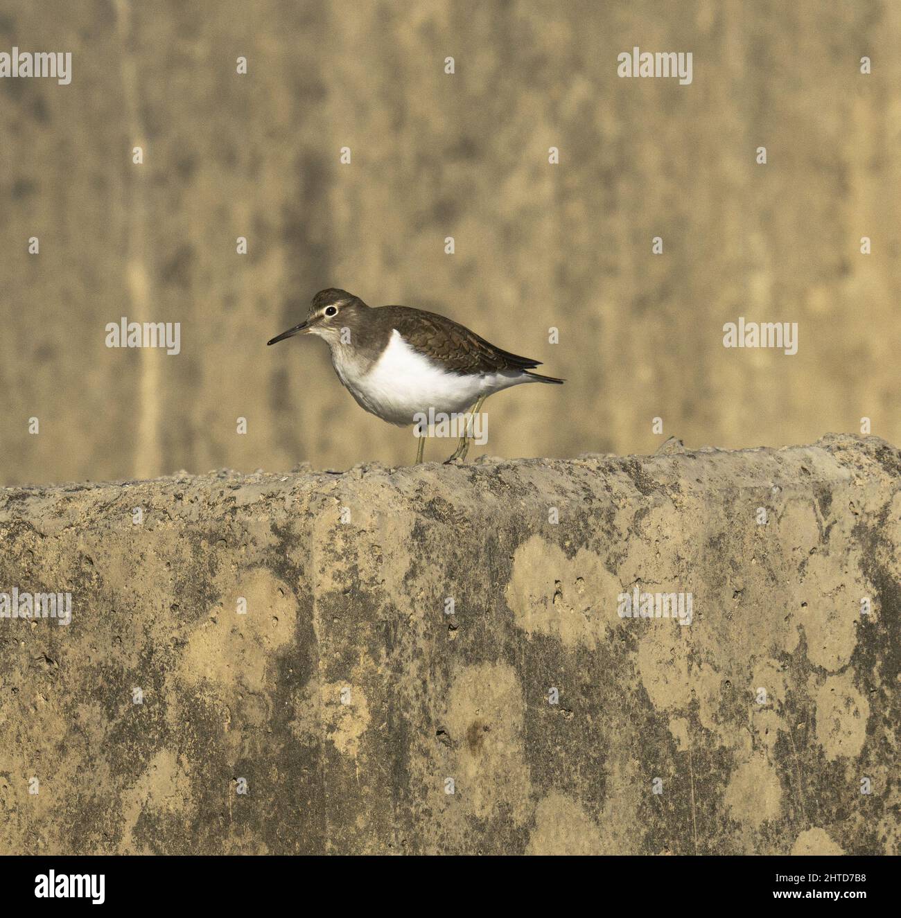 Closeup of a common sandpiper standing on a stone with a blurry ...