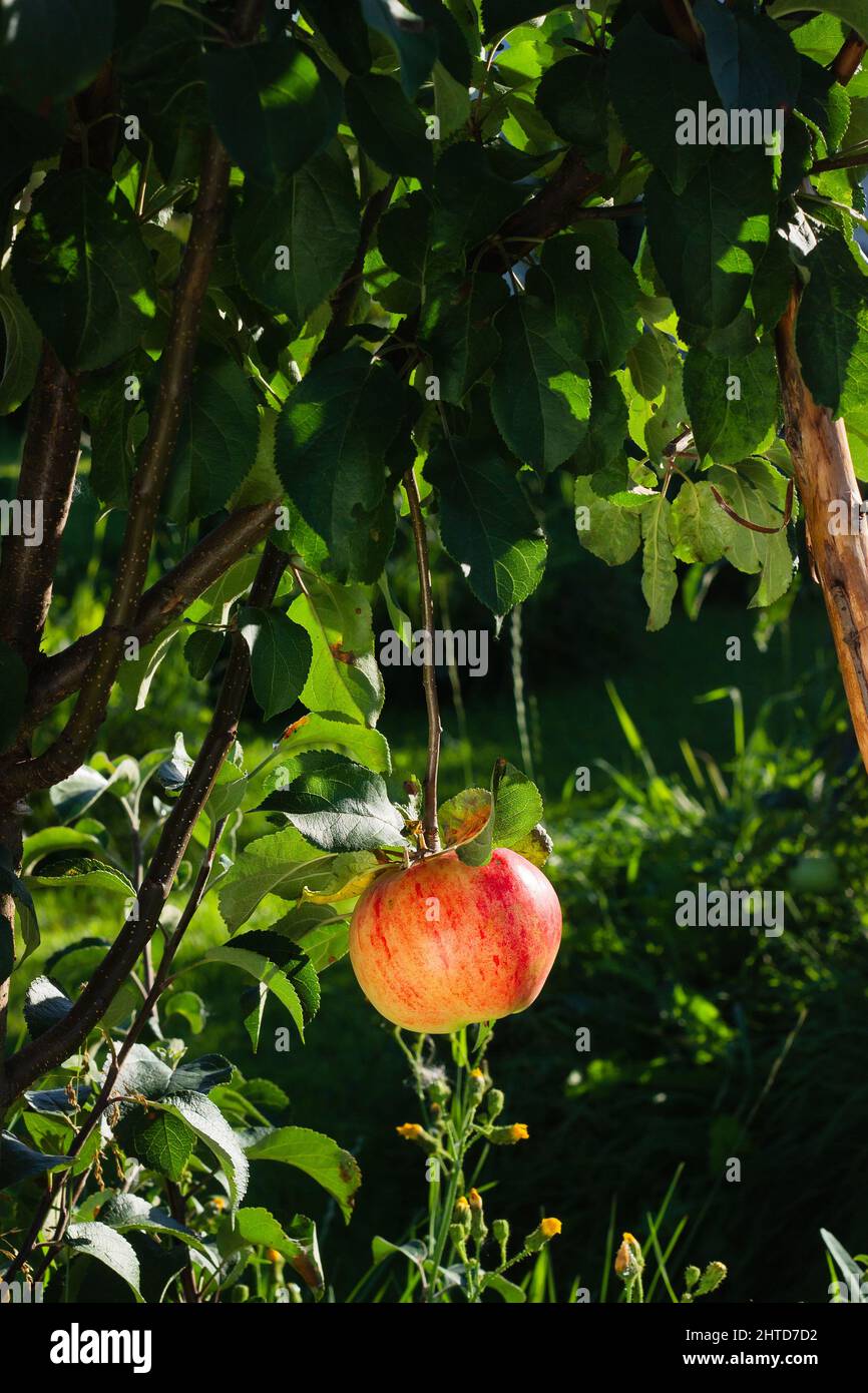 A heavy red apple hanging from a branch in late summer Stock Photo - Alamy