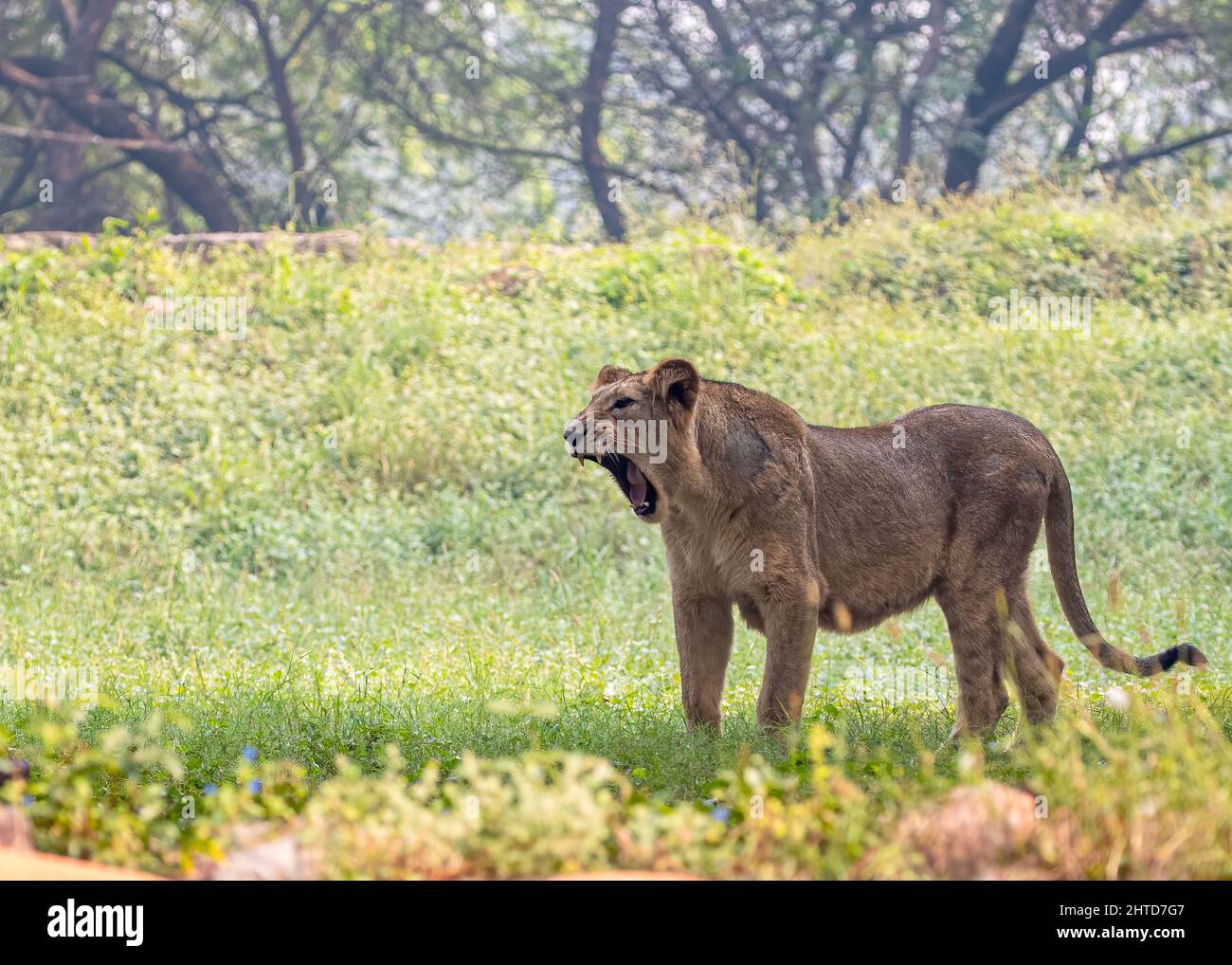 Lonely lion roaring and standing in the field in the daytime Stock ...
