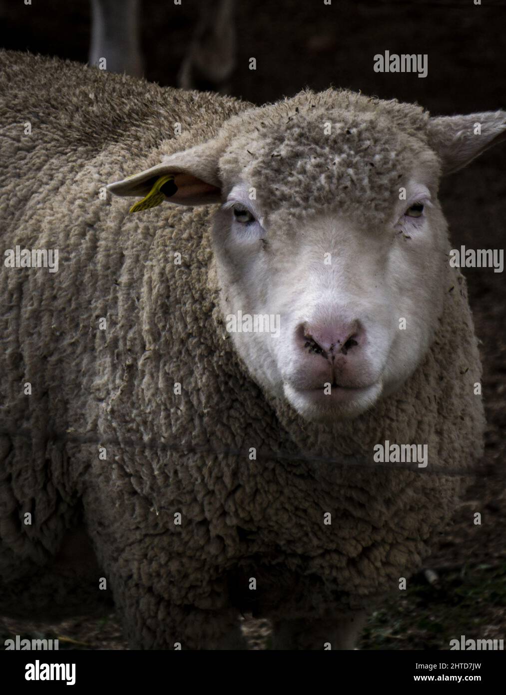 Closeup portrait of a white sheep looking straight at the camera in a ...