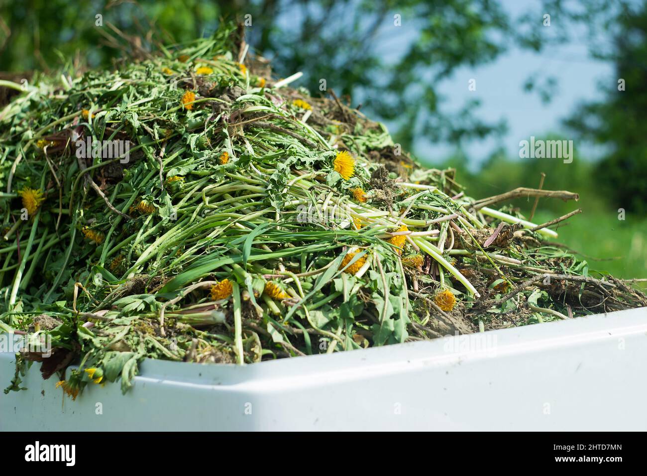 A repurposed bath tub with dandelion compost Stock Photo - Alamy