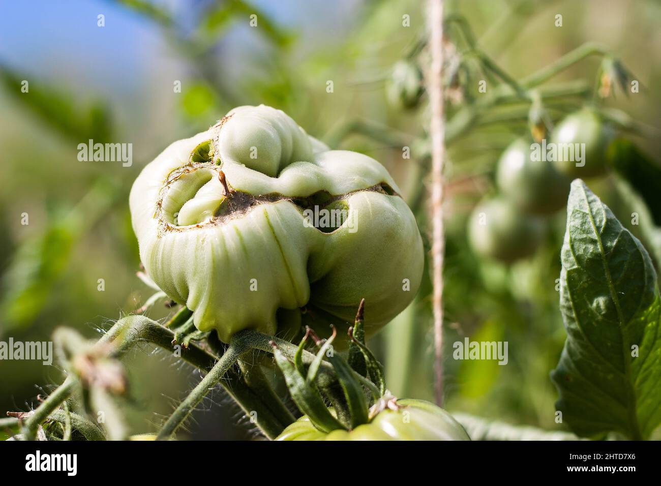Deformed tomato fruit on a stem in the greenhouse Stock Photo - Alamy