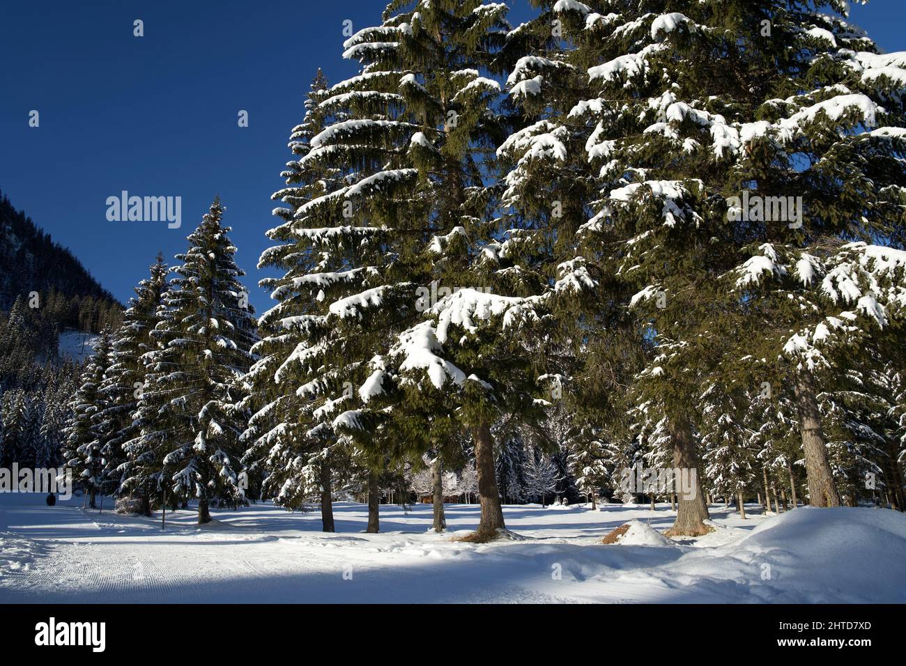 Group of snow-covered coniferous trees in a tranquil winter mountain ...