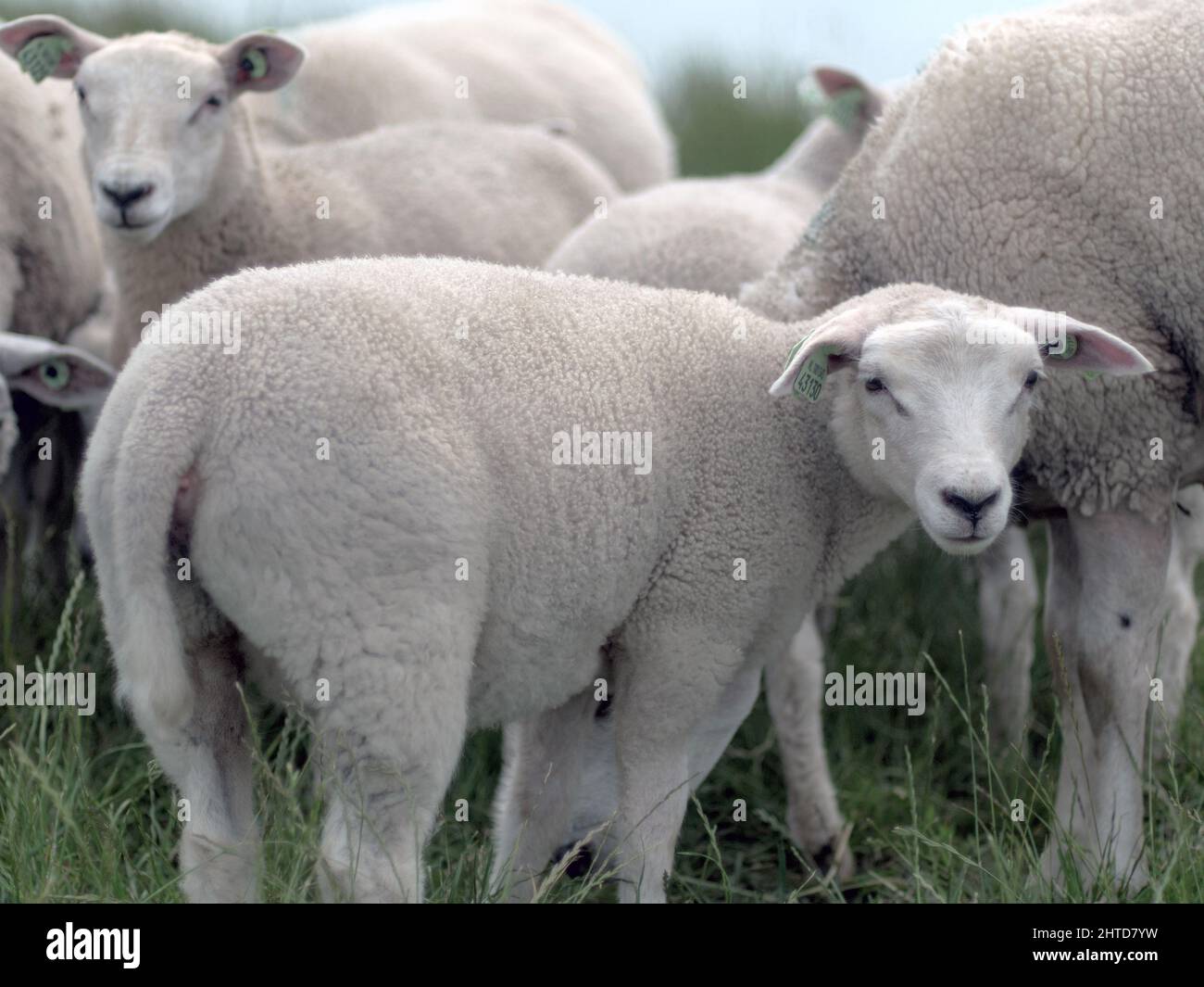 Chios sheep hi-res stock photography and images - Alamy