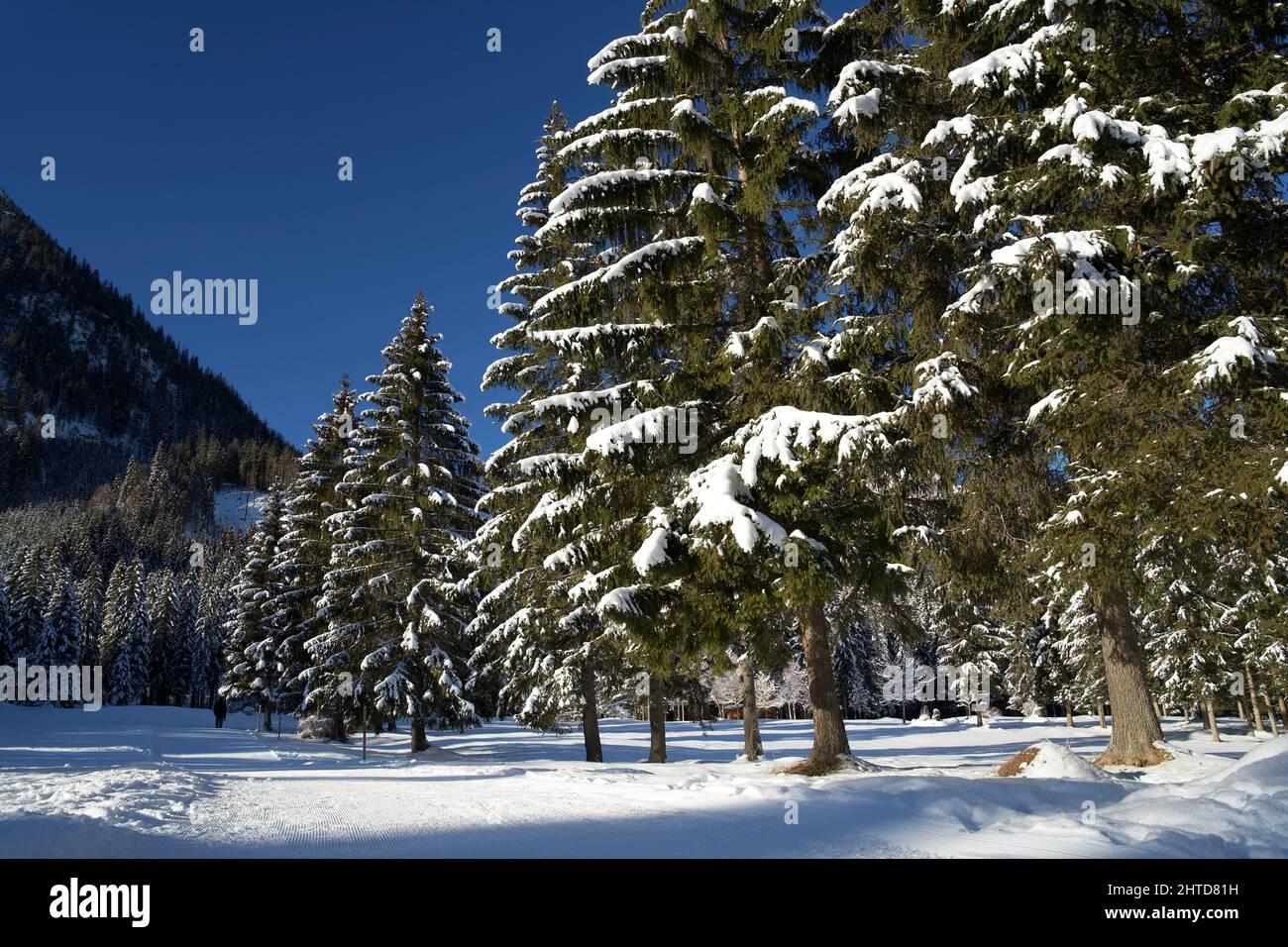 Snow covered coniferous trees hi-res stock photography and images - Alamy