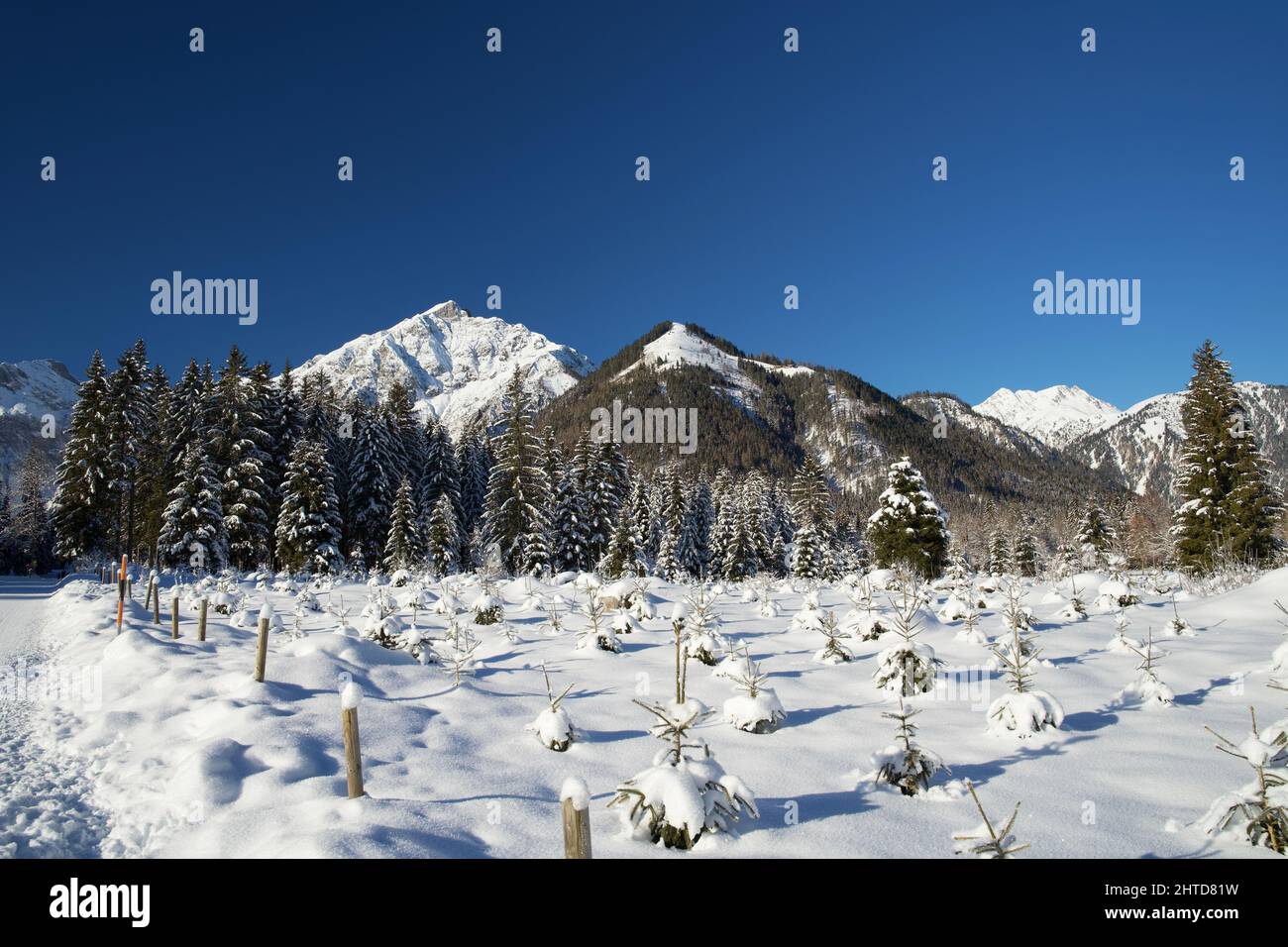 Group of snow-covered coniferous trees in a tranquil winter mountain ...