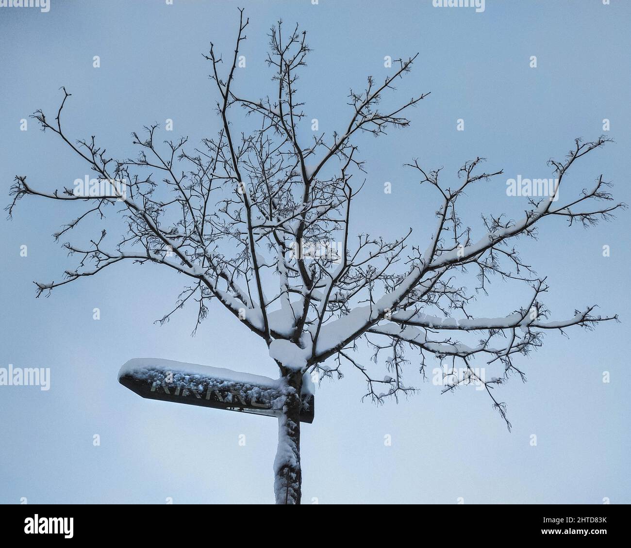 View of a bared tree with direction sign covered with snow in winter ...