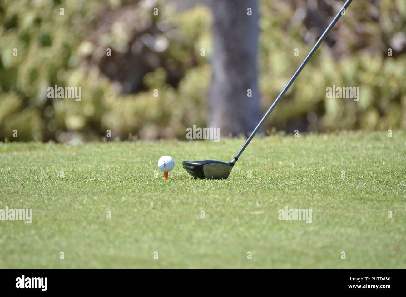 Photo of a golf stick and a golf ball in a field Stock Photo - Alamy
