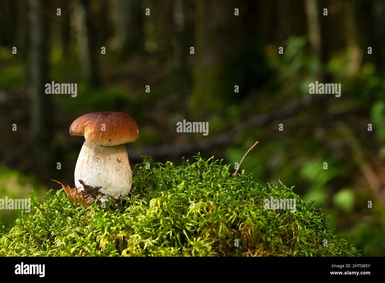 Sunny spot on the forest hi-res stock photography and images - Alamy