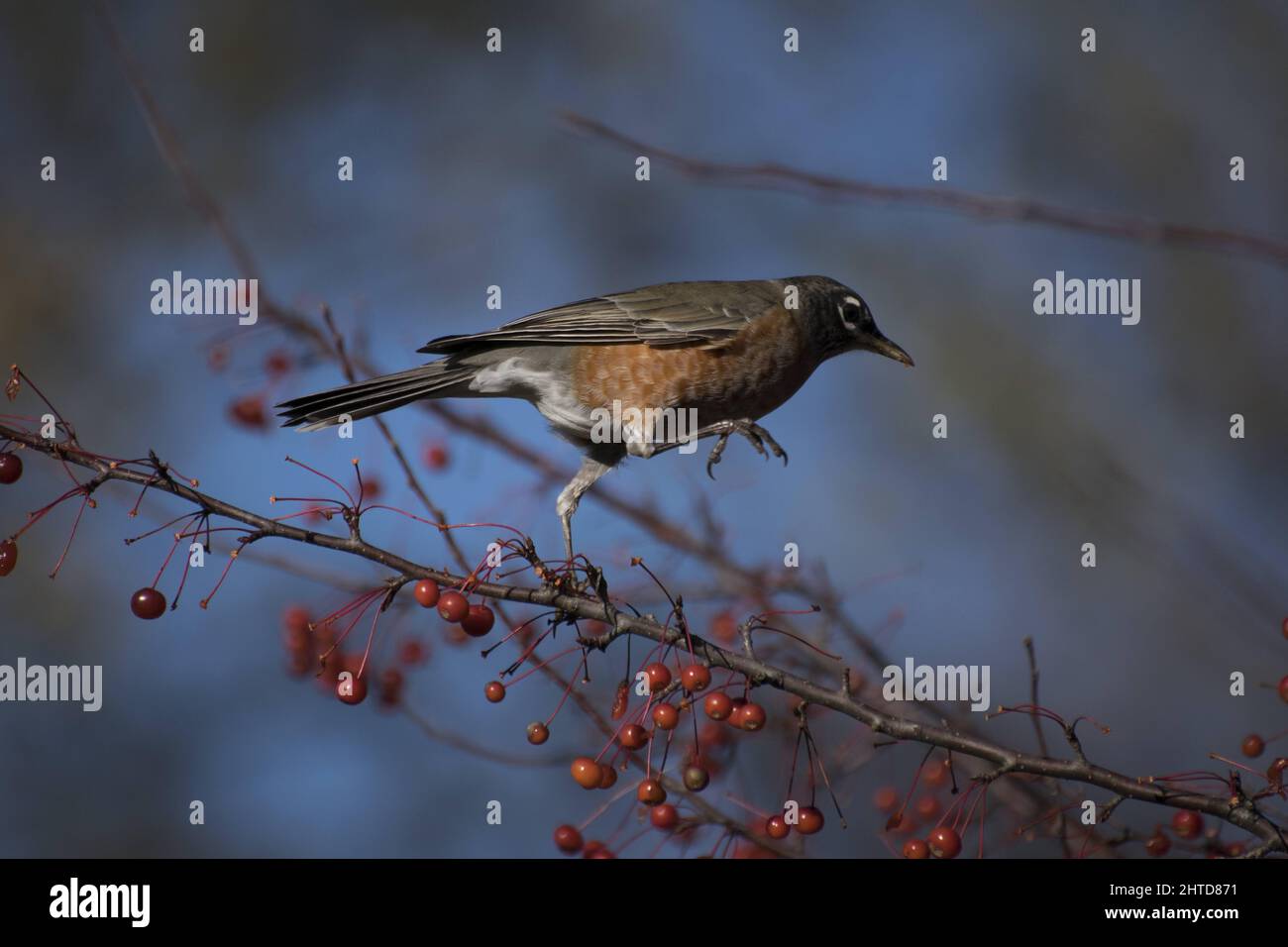 Closeup of a wandering thrush standing on a red berry branch with one ...