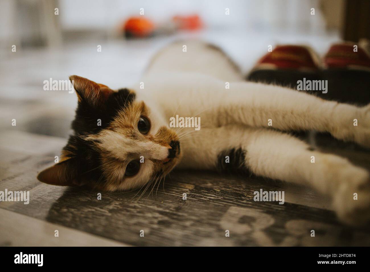 Closeup shot of a cute cat laying and stretching on the floor at home ...