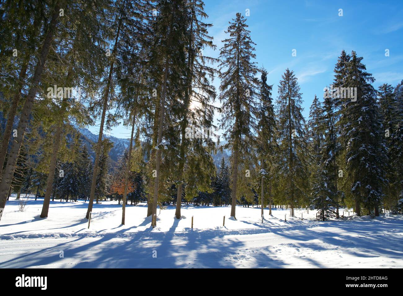 Group of snow-covered coniferous trees in a tranquil winter mountain ...