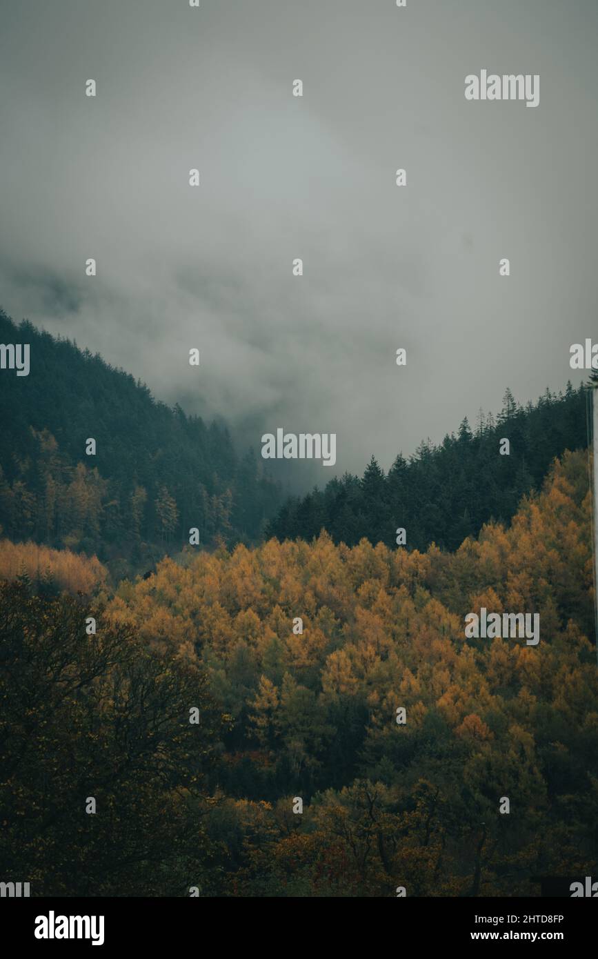 Rostrevor forest hi-res stock photography and images - Alamy