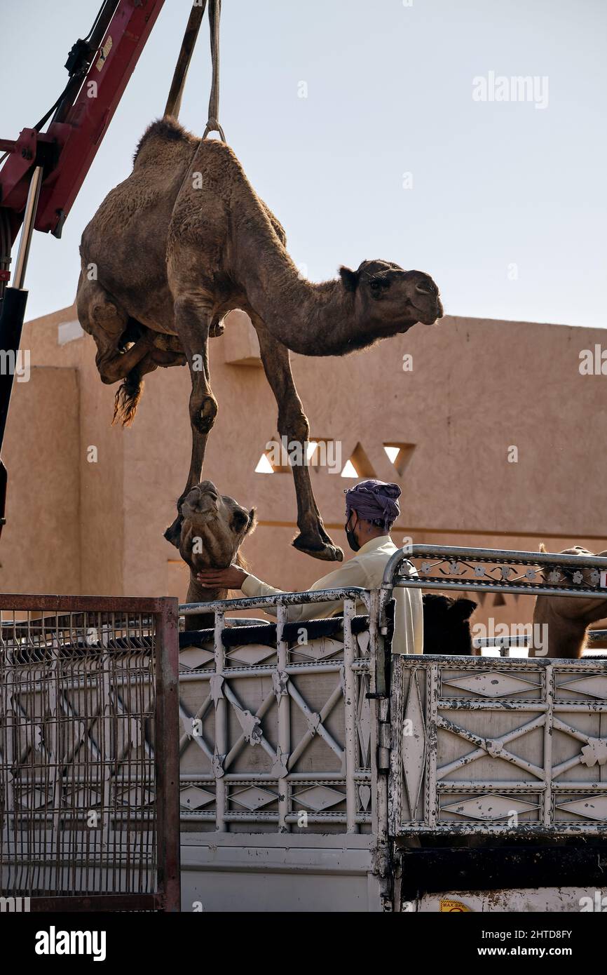 Camel Transboarding at Al Ain Market in Abu Dhabi, United Arab Emirates ...