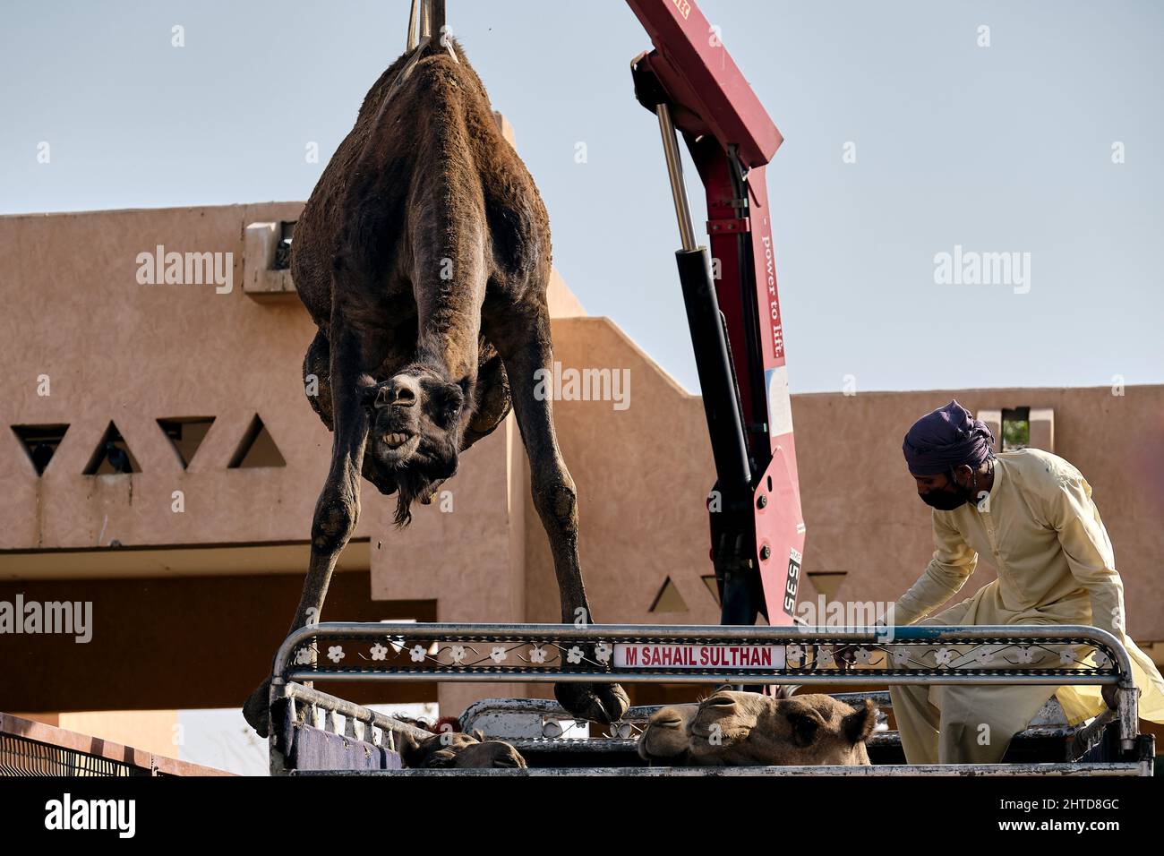 Camel Transporting at Al Ain Market in Abu Dhabi, United Arab Emirates ...