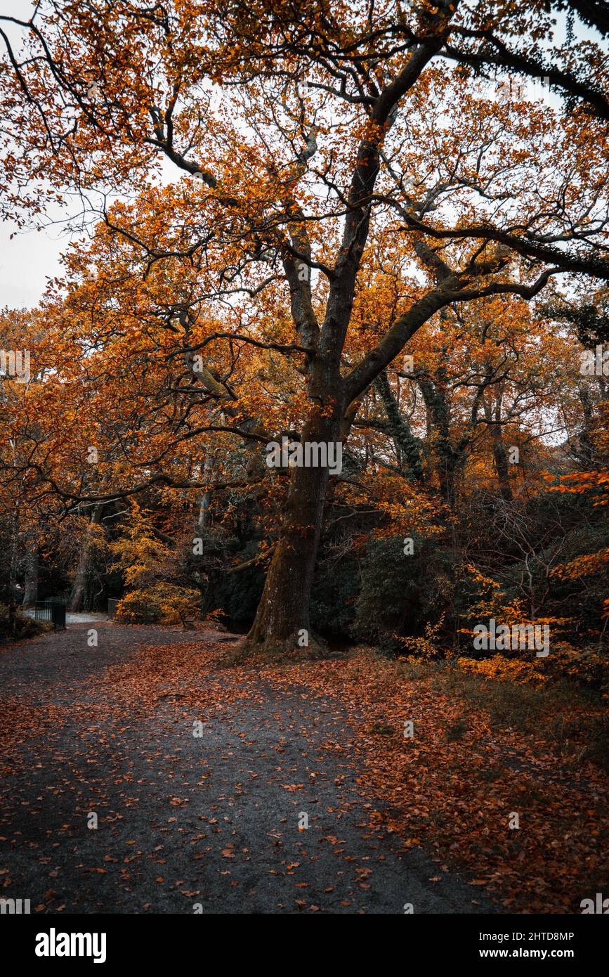 A scenic portrait of trees and foliage on a field during autumn Stock ...