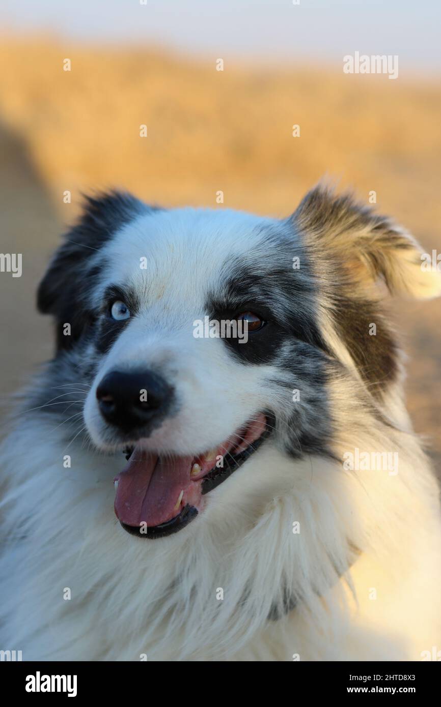 Sad look from a border collie taken in autumn Stock Photo - Alamy