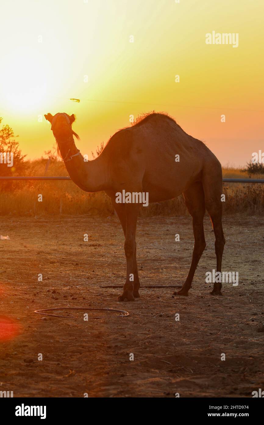 Camel in the desert looks away High quality Stock Photo - Alamy