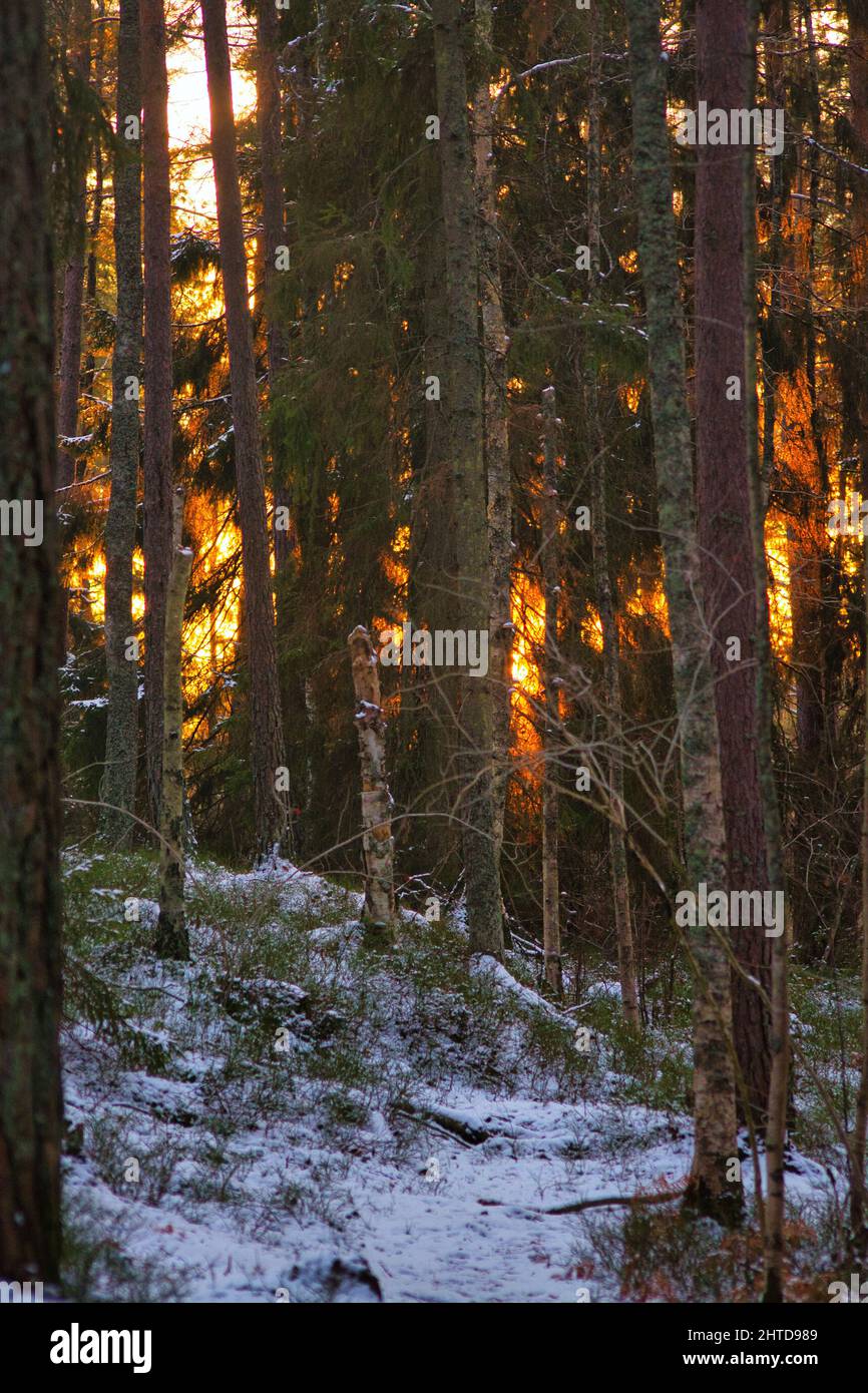 Vertical shot of snow-capped trees in the forest Stock Photo - Alamy